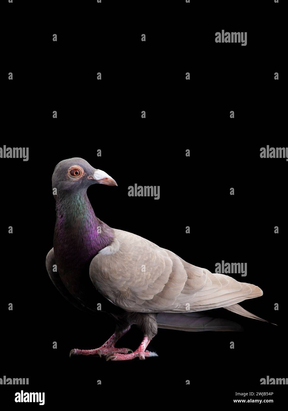 pigeon dragon isolated on black background Stock Photo - Alamy