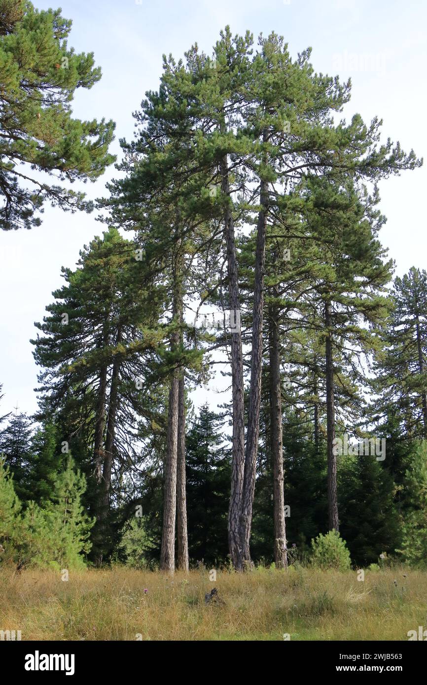 pine tree with a divided trunk Stock Photo - Alamy
