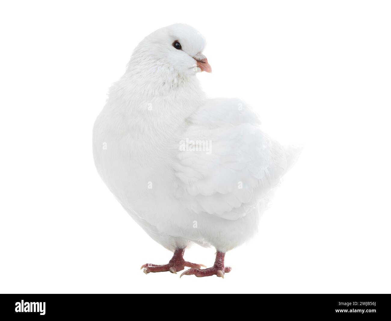 white dove isolated on a white background Stock Photo - Alamy