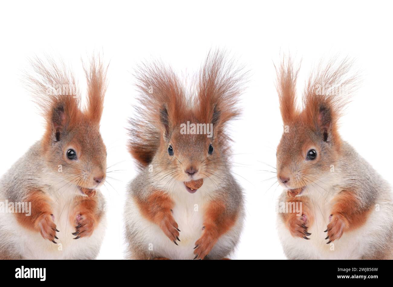 three squirrels eating hazelnuts on a white background Stock Photo - Alamy