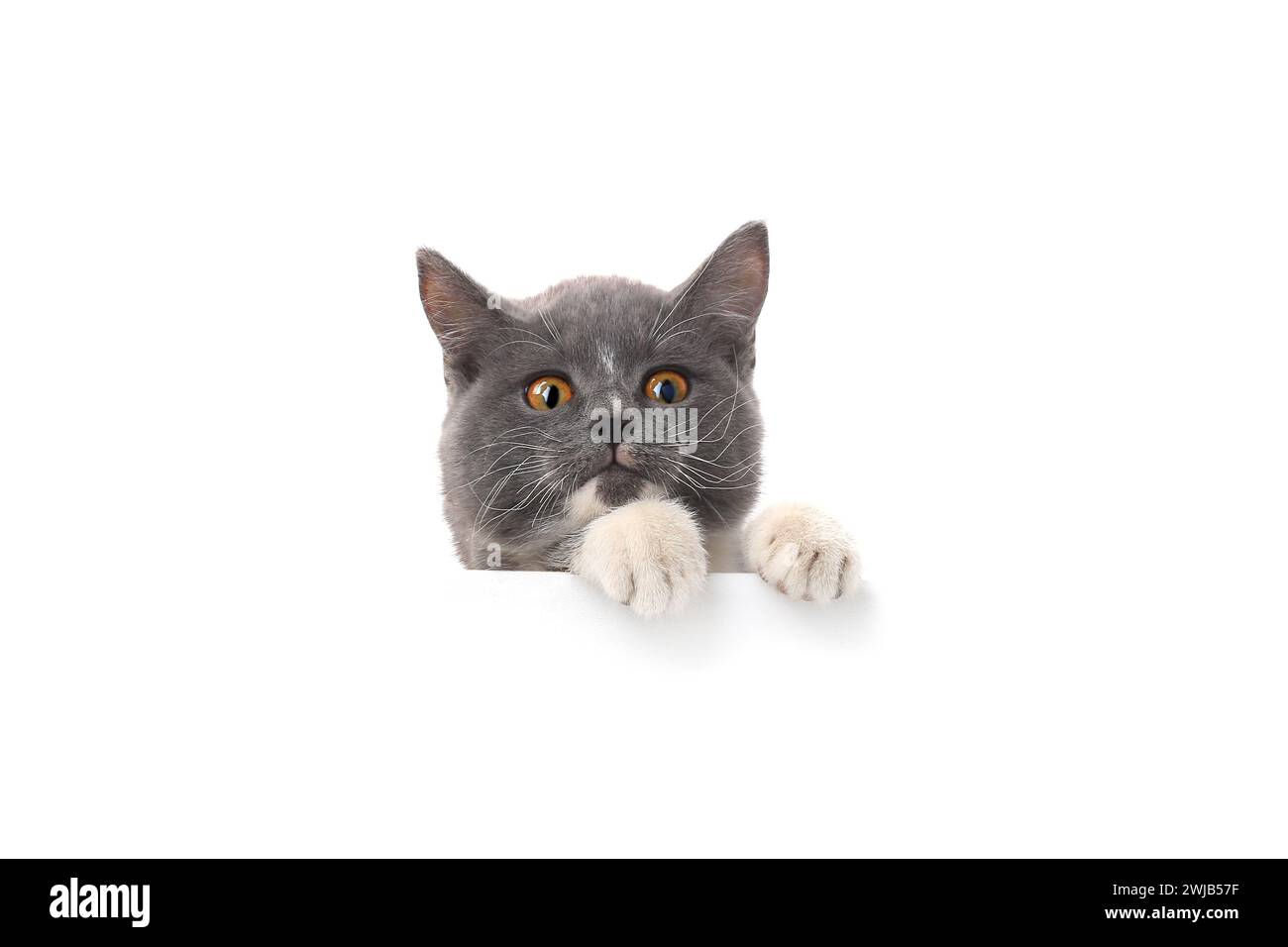 cat isolated on white background for design Stock Photo - Alamy