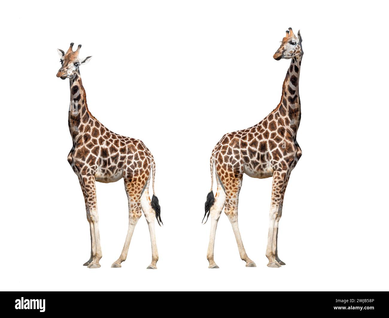 two giraffe isolated on white background Stock Photo - Alamy