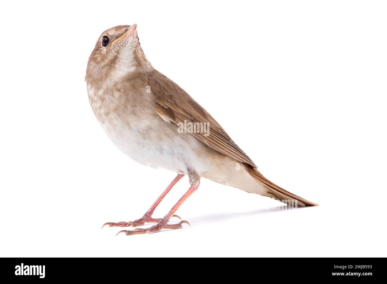 nightingale isolated on white background Stock Photo - Alamy