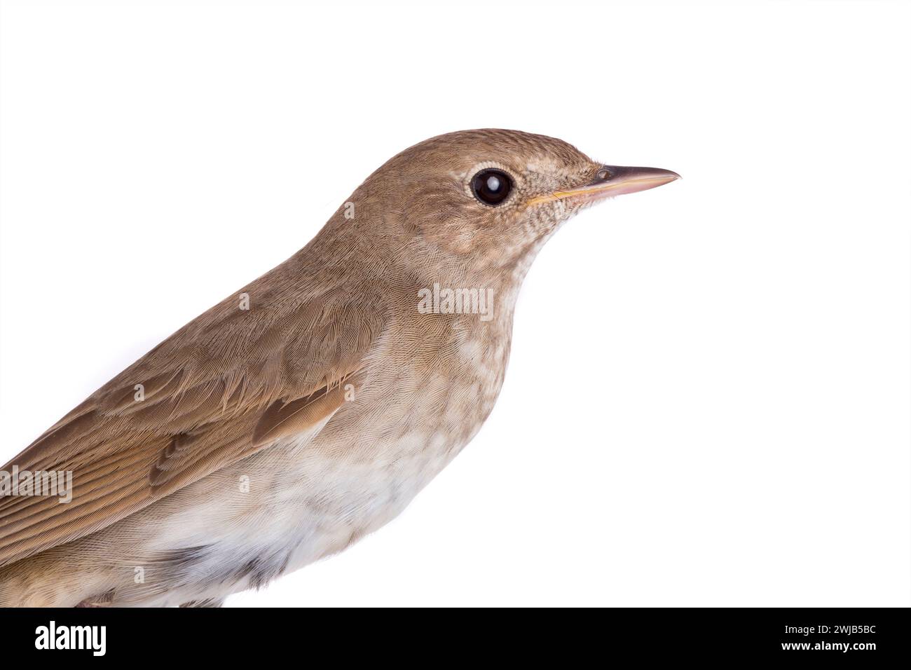 portrait nightingale isolated on white background Stock Photo - Alamy
