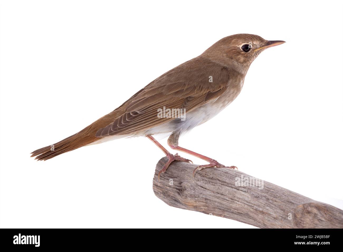nightingale isolated on white background Stock Photo - Alamy