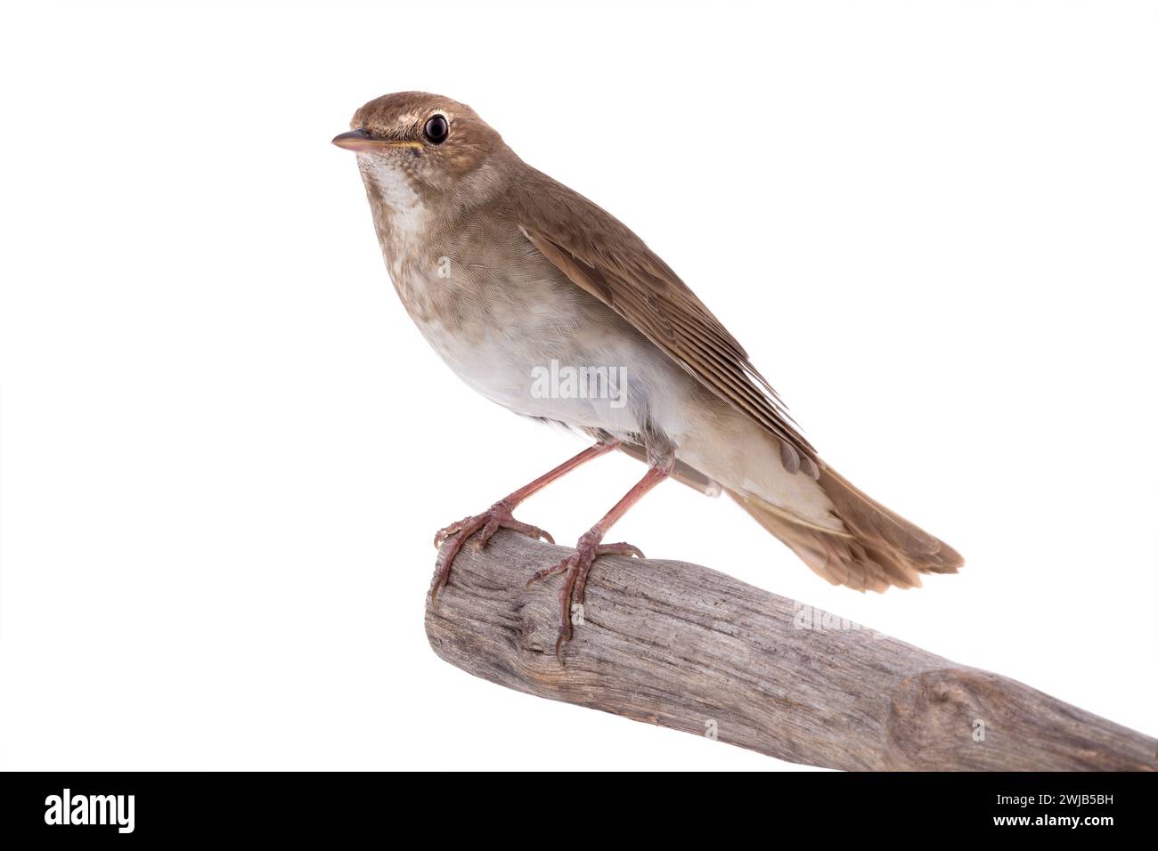 nightingale isolated on white background Stock Photo - Alamy