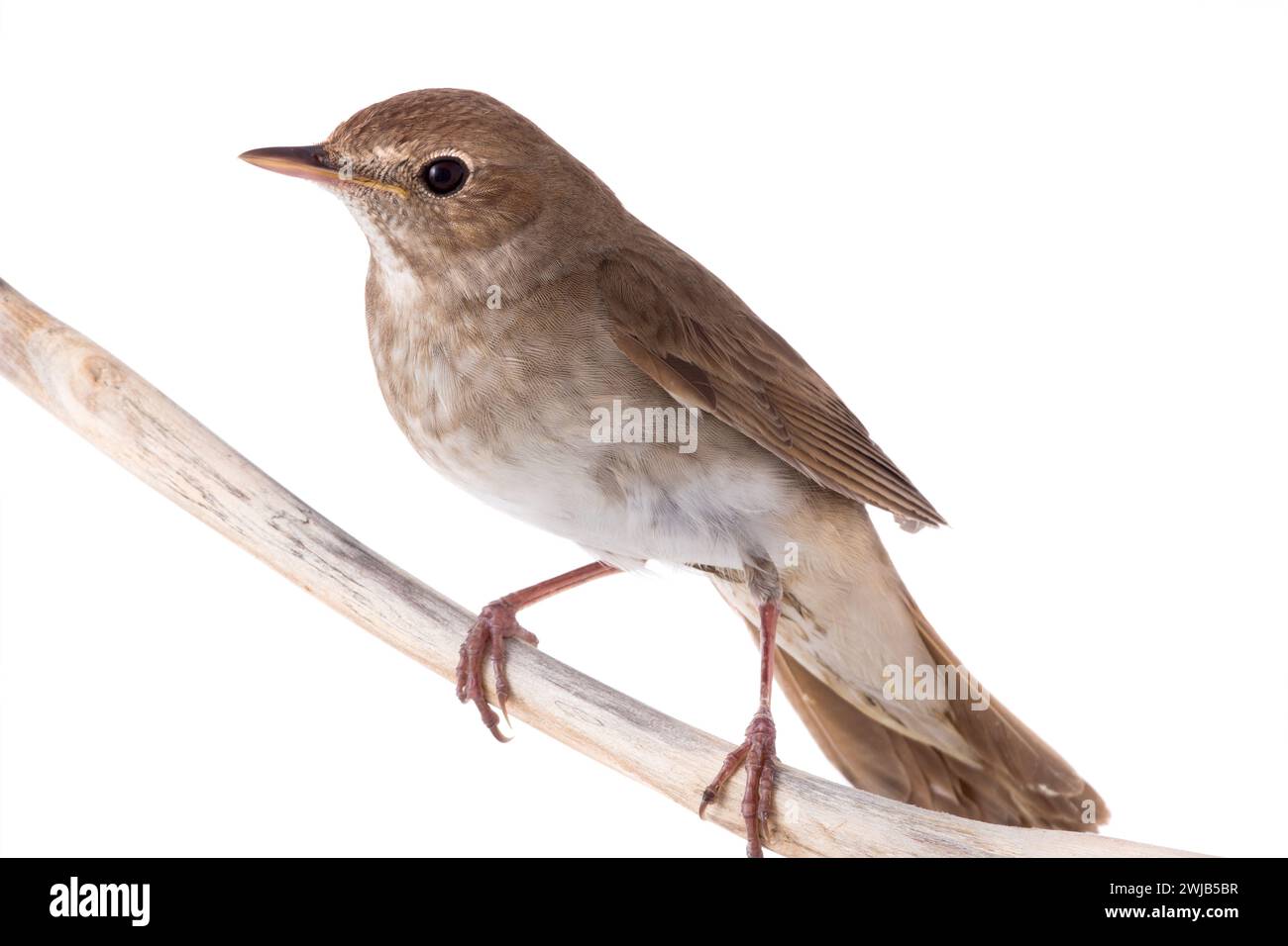 nightingale isolated on white background Stock Photo - Alamy