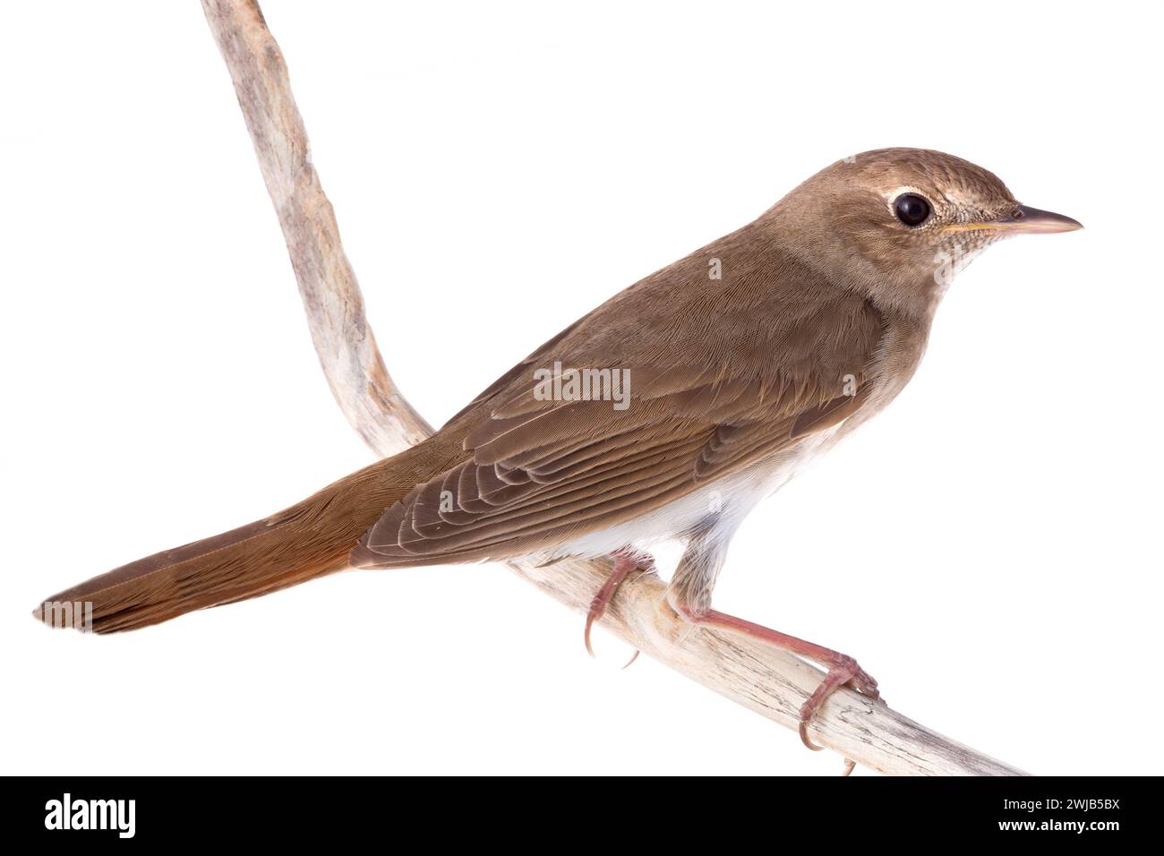 nightingale isolated on white background Stock Photo - Alamy