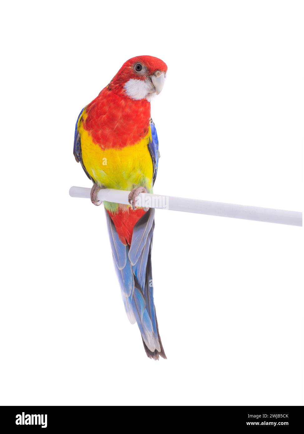 parrot Rosella parrot isolated on white background Stock Photo - Alamy
