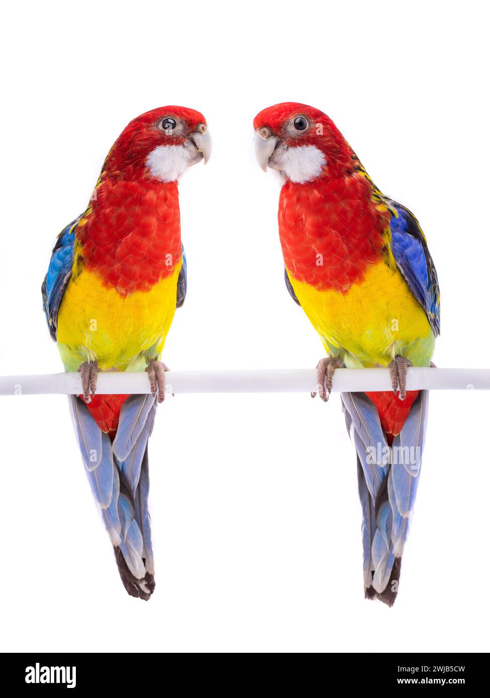 two parrot Rosella parrot isolated on white background Stock Photo - Alamy