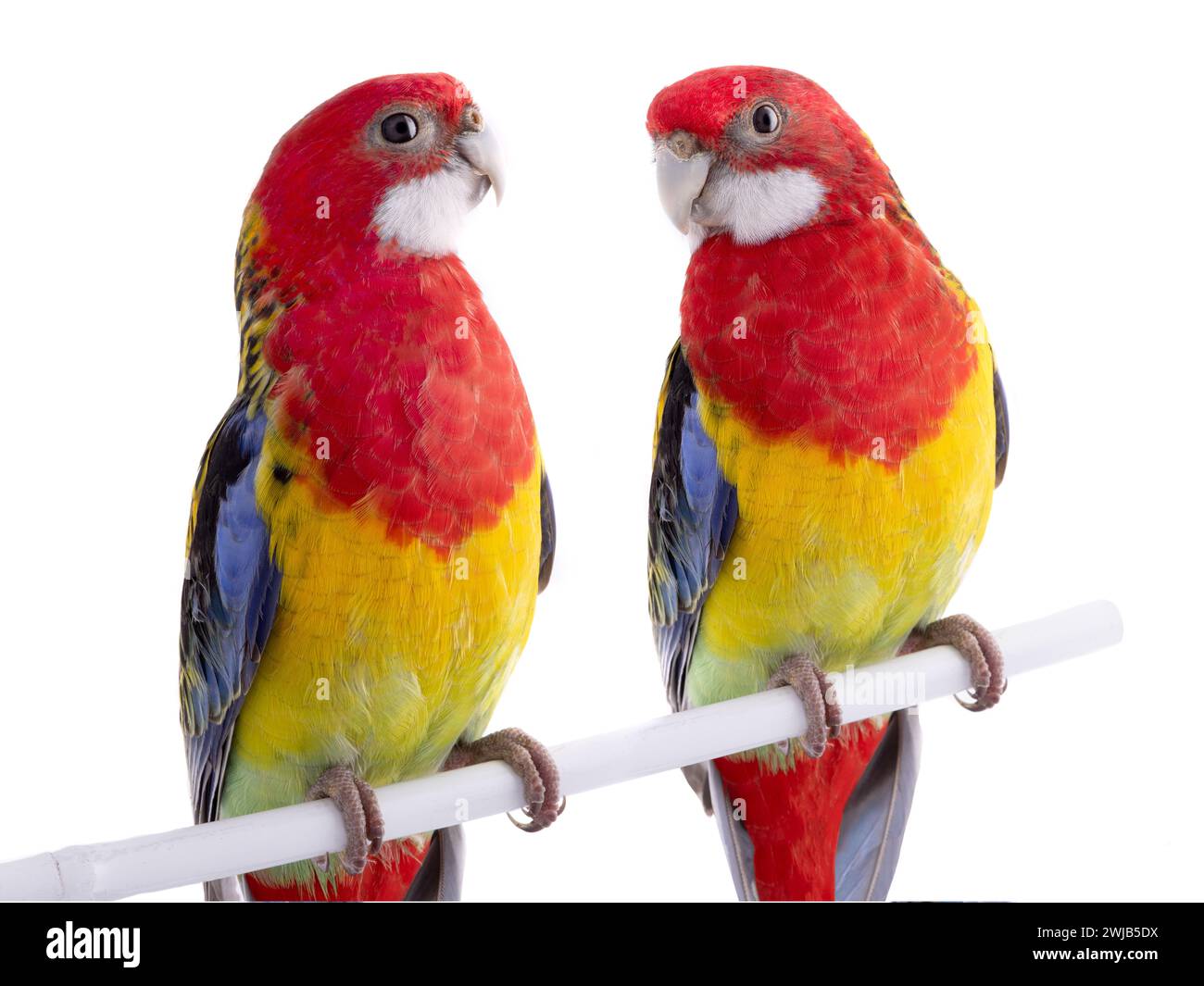 two parrot Rosella parrot isolated on white background Stock Photo - Alamy