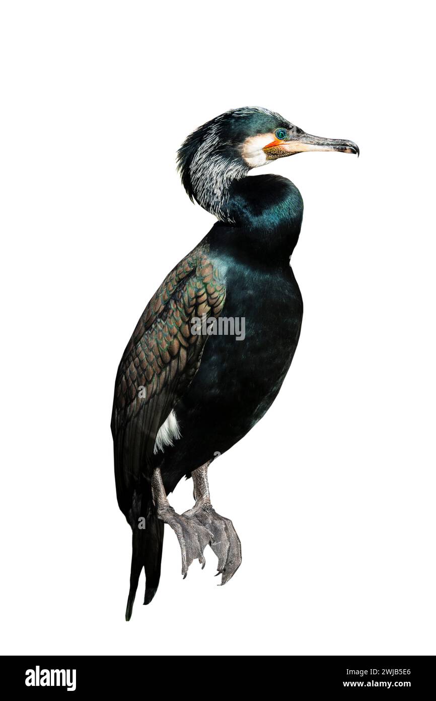 Large sea bird Cut Out Stock Images & Pictures - Alamy