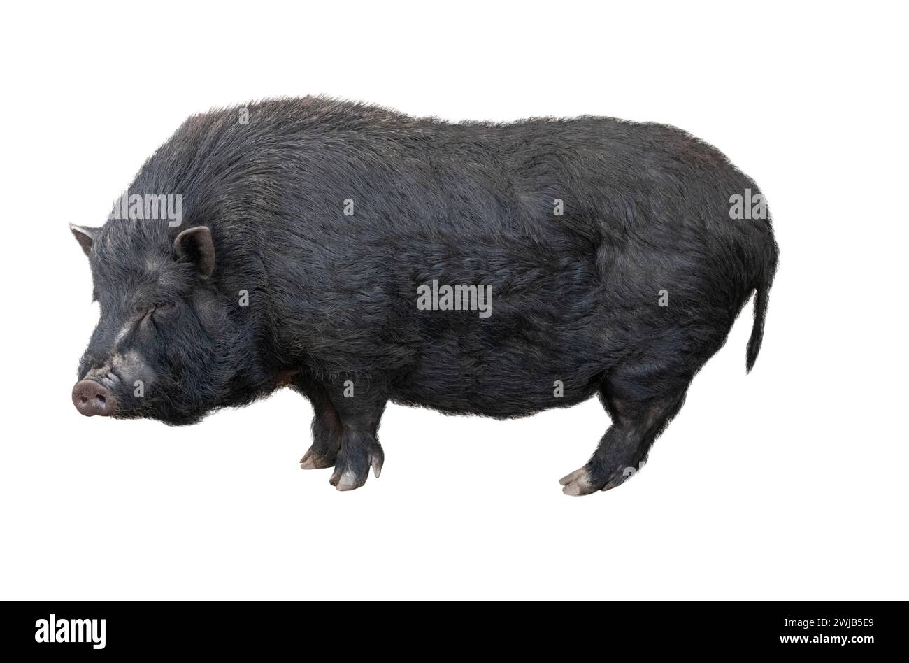 Old vietnamese female Cut Out Stock Images & Pictures - Alamy