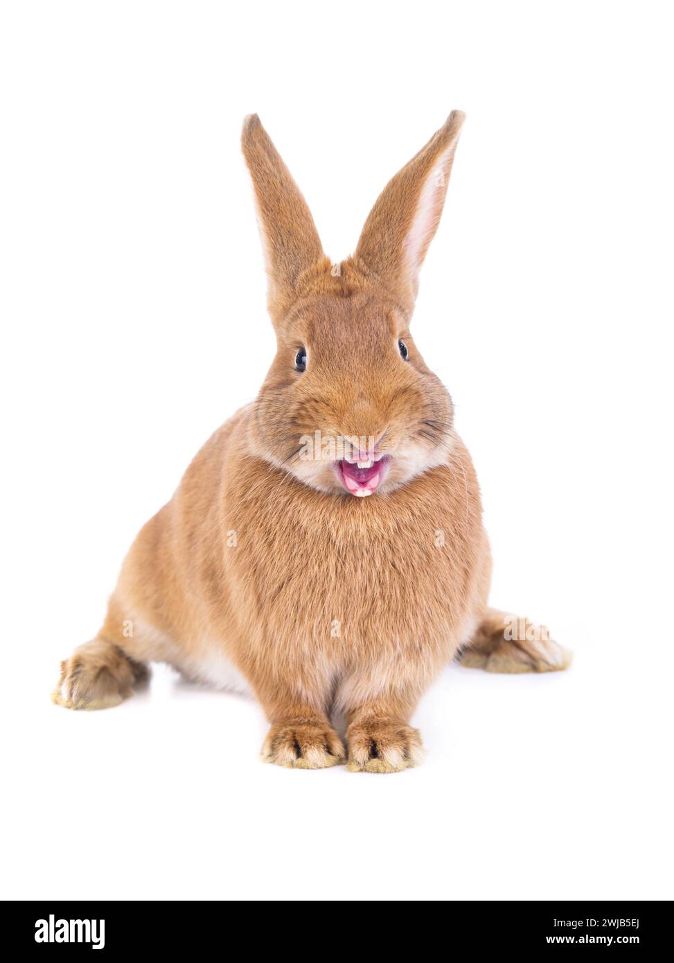 Angry rabbit hi-res stock photography and images - Alamy