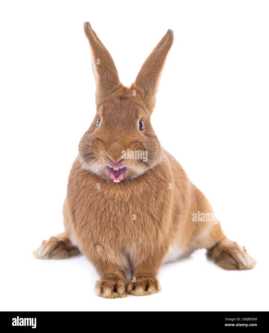 angry brown rabbit isolated on white background (six months old) studio ...