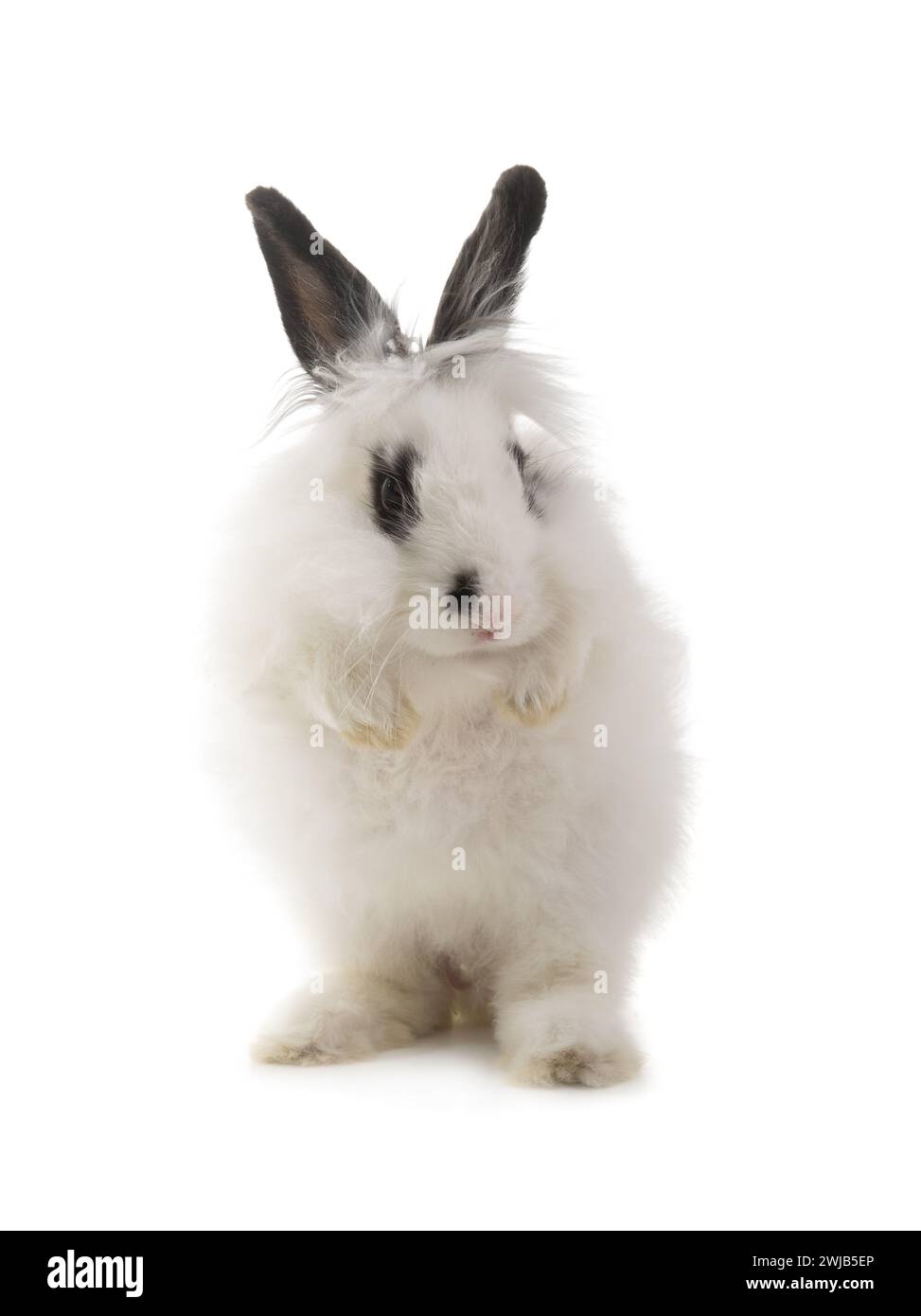 white rabbit with black ears standing on its hind legs isolated on ...