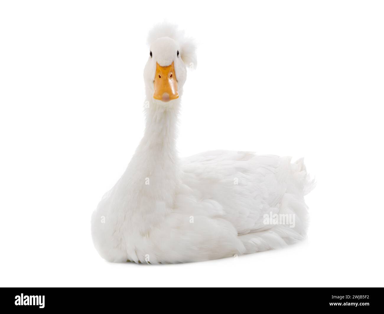 beautiful and clean white duck isolated on white background Stock Photo ...