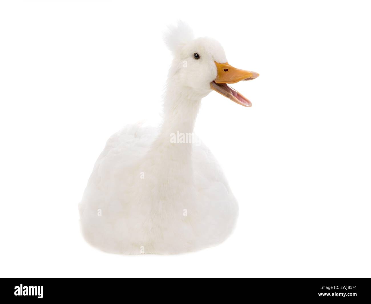 beautiful and clean white duck quack isolated on white background Stock ...