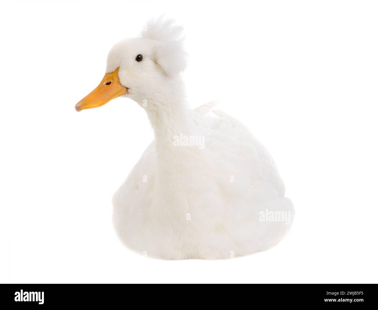 beautiful and clean white duck isolated on white background Stock Photo ...