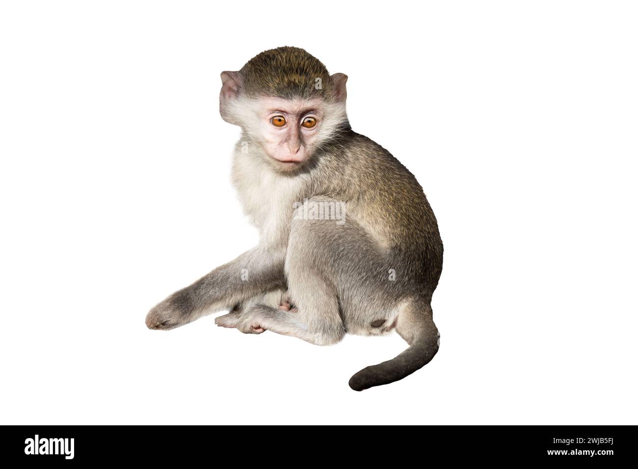 green monkey isolated on white background Stock Photo - Alamy