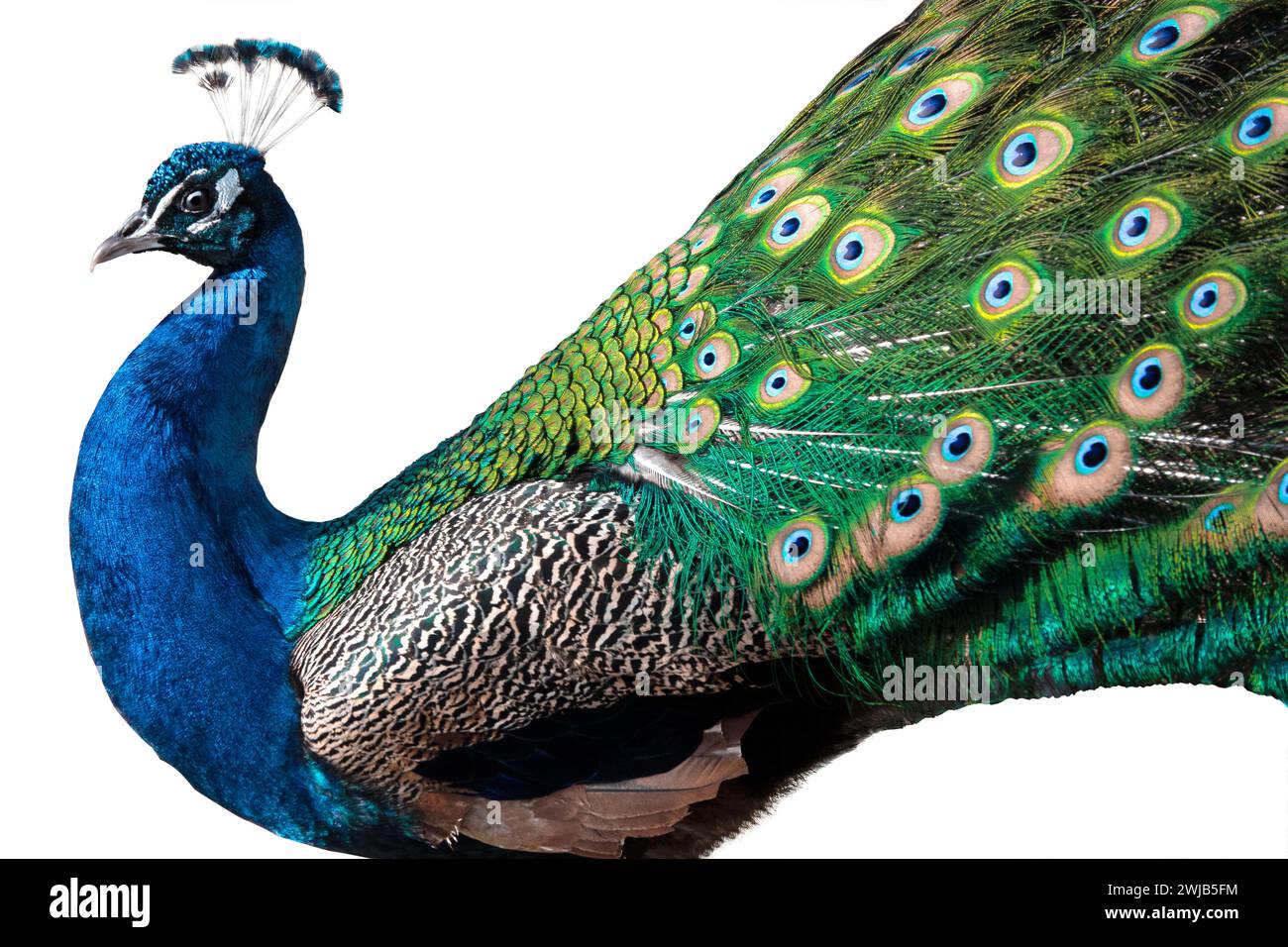 peacock isolated on white background Stock Photo - Alamy