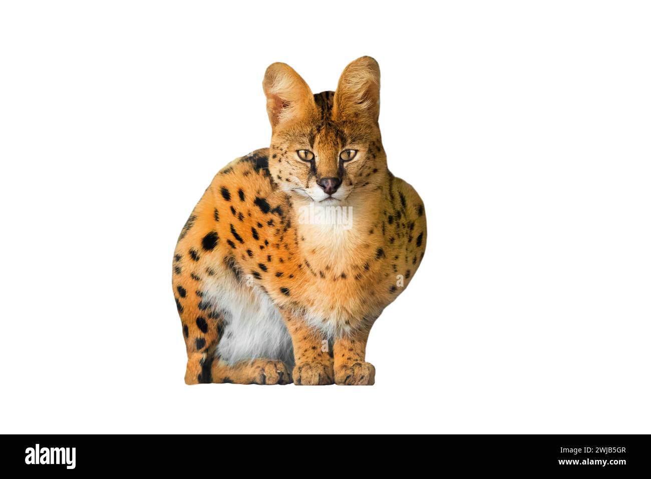 Serval wild cat Cut Out Stock Images & Pictures - Alamy