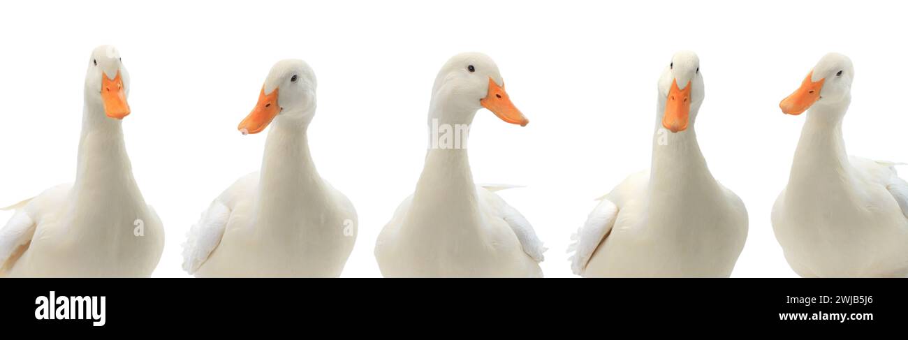 portrait five ducks isolated on white background Stock Photo - Alamy
