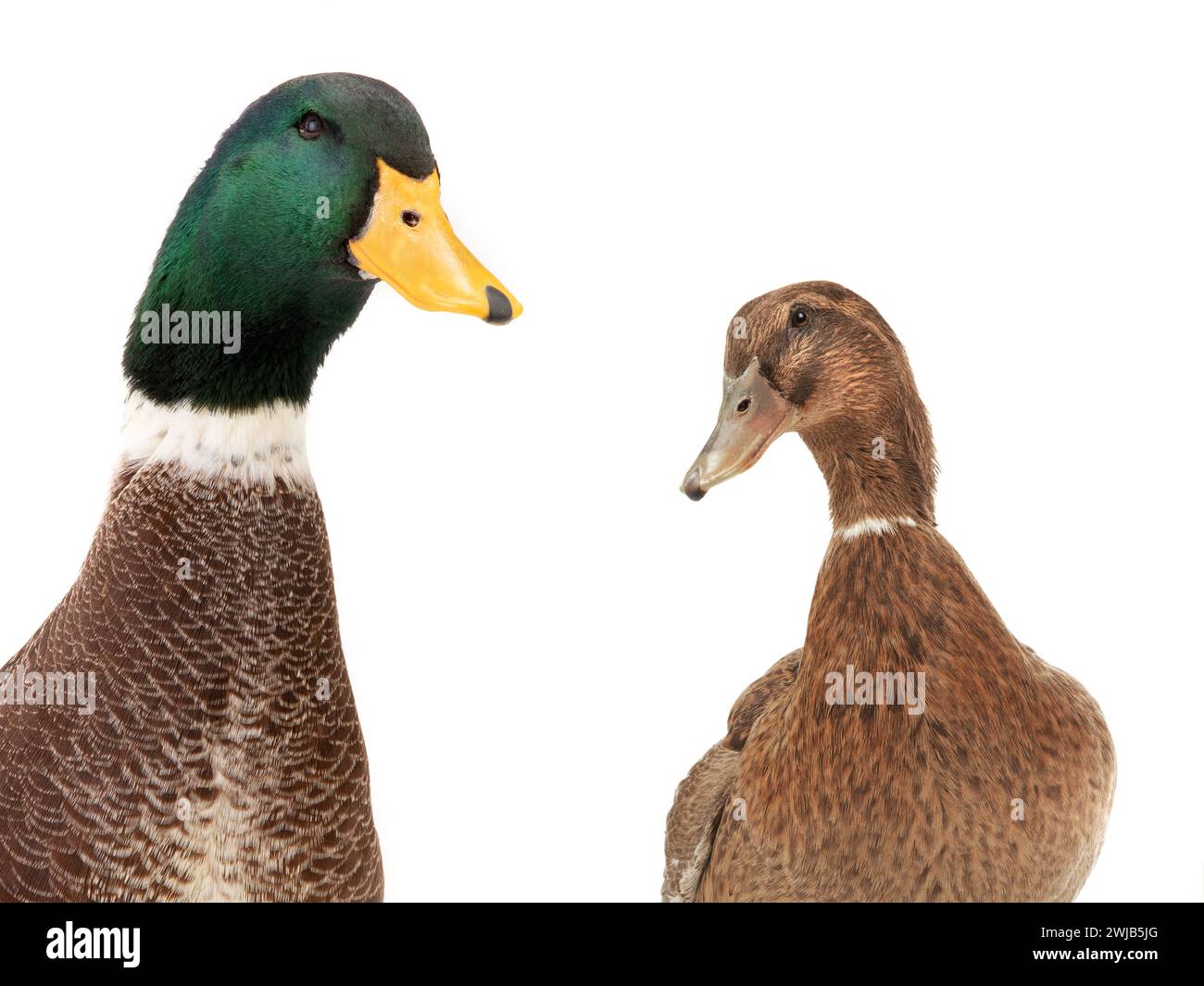 portrait two ducks isolated on white background Stock Photo - Alamy