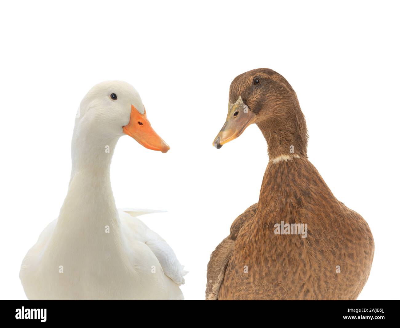 portrait two ducks isolated on white background Stock Photo - Alamy