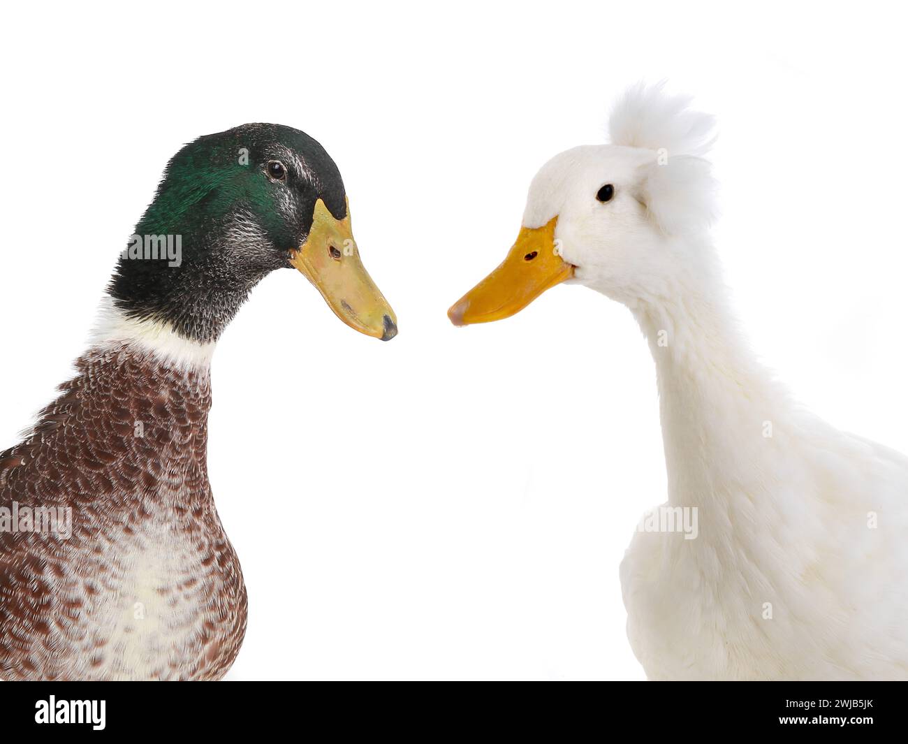 portrait two ducks isolated on white background Stock Photo - Alamy