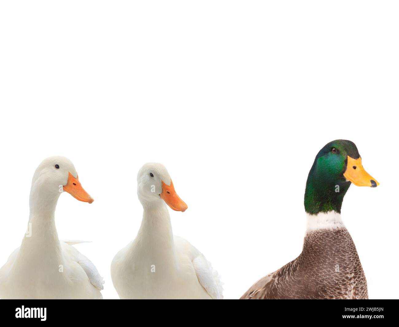 portrait three ducks isolated on white background Stock Photo - Alamy