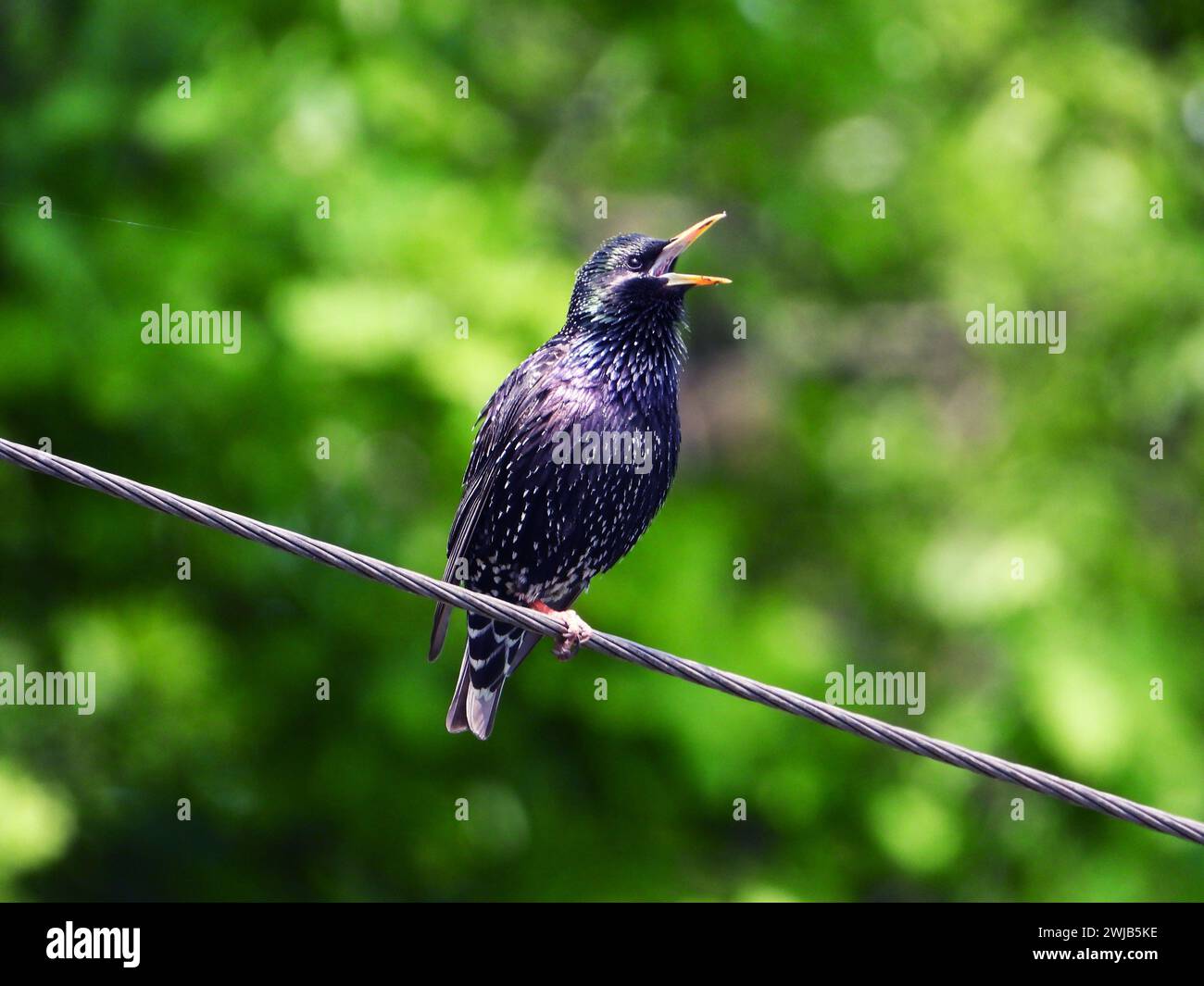 singing starling in early spring near the nest Stock Photo - Alamy