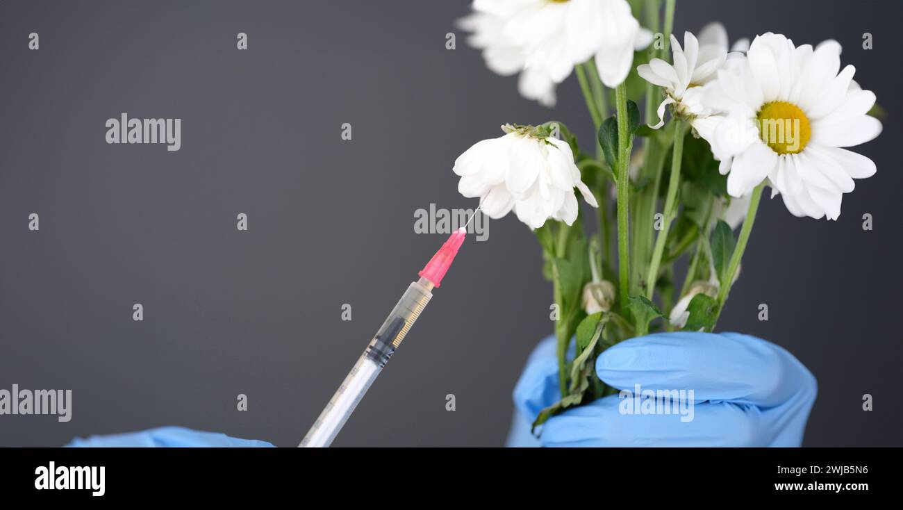 Doctor injecting medicine into dried white chrysanthemum flower closeup ...