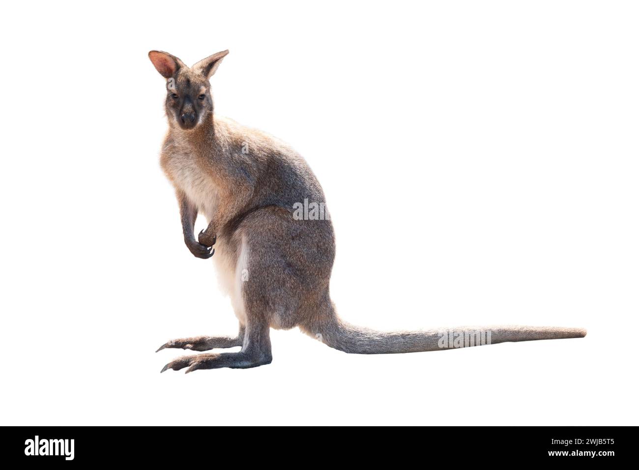 Red kangaroo on white Cut Out Stock Images & Pictures - Alamy