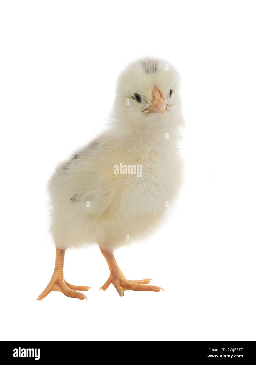 chicken isolated on white background Stock Photo - Alamy
