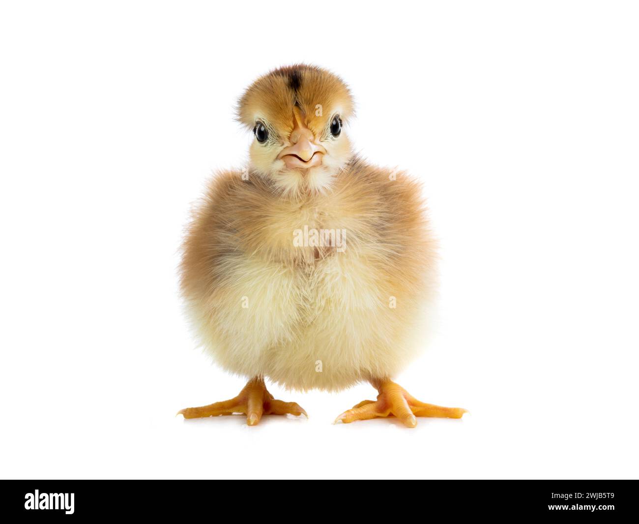 chicken isolated on white background Stock Photo - Alamy