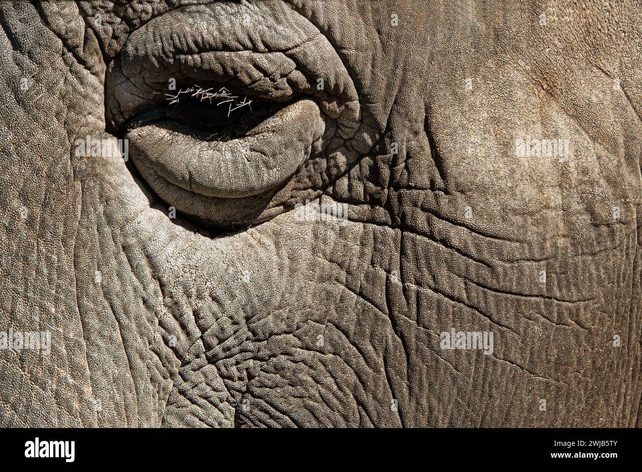 eye closeup of african elephant Stock Photo - Alamy