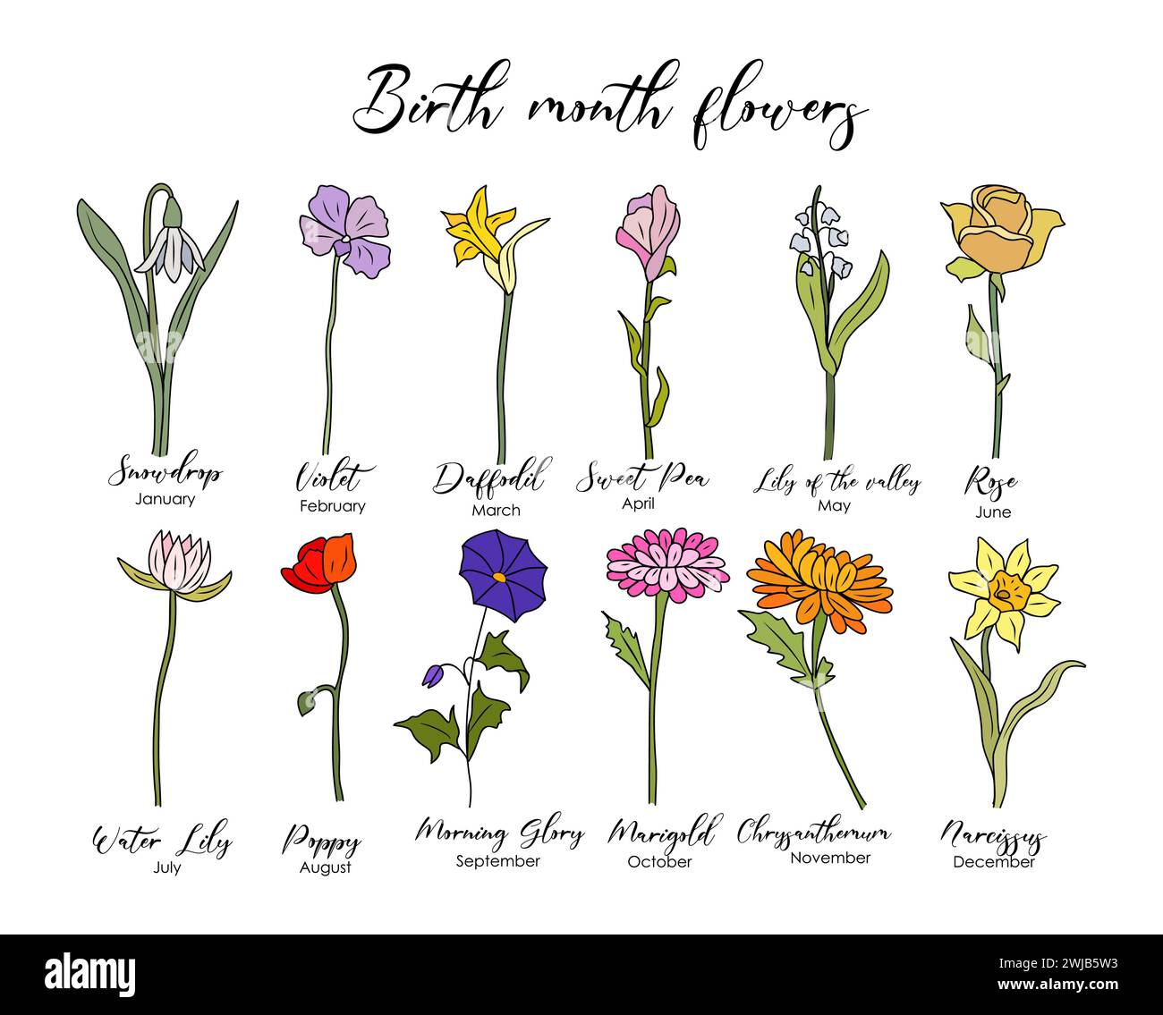 Set of Birth month flowers colored line art Stock Vector Image & Art ...