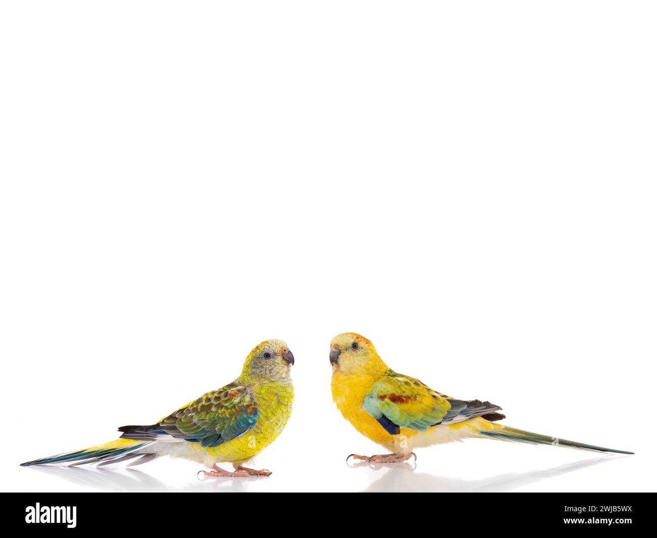 male and female parrot (haematonotus psephotus) isolated on white ...
