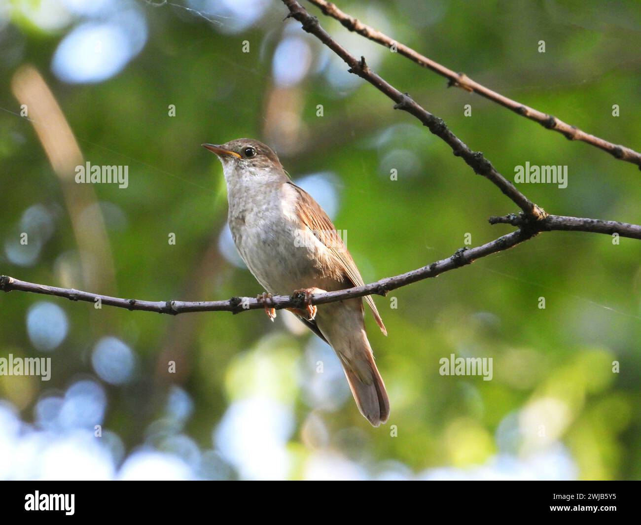 nightingale on a tree branch in the forest Stock Photo - Alamy