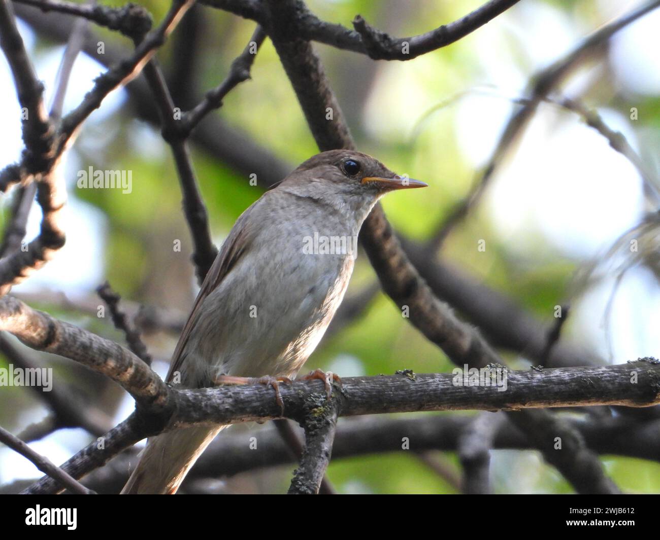 nightingale on a tree branch in the forest Stock Photo - Alamy