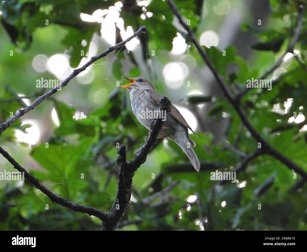 Nightingale singing on tree hi-res stock photography and images - Alamy