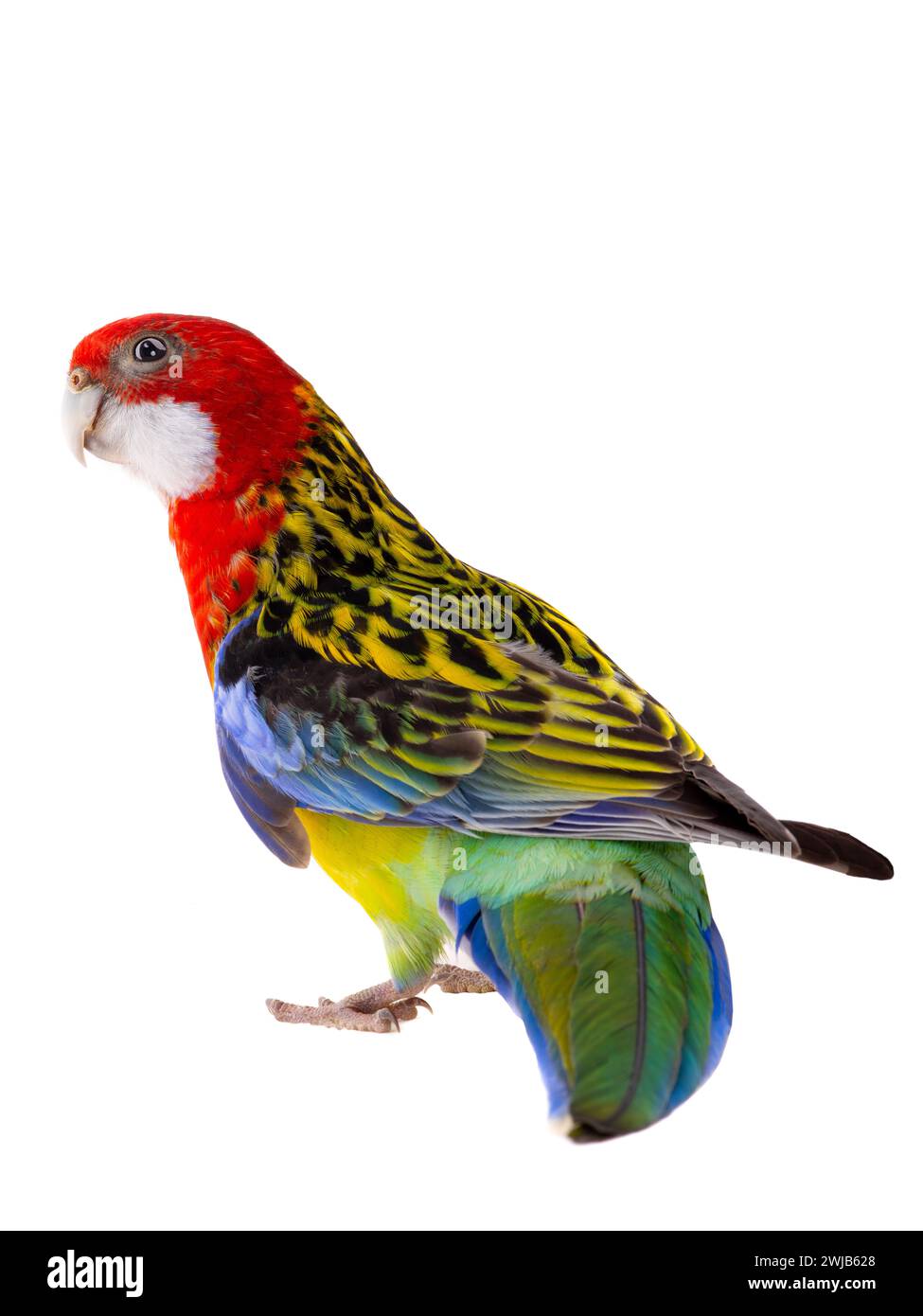Rosella bird Cut Out Stock Images & Pictures - Alamy