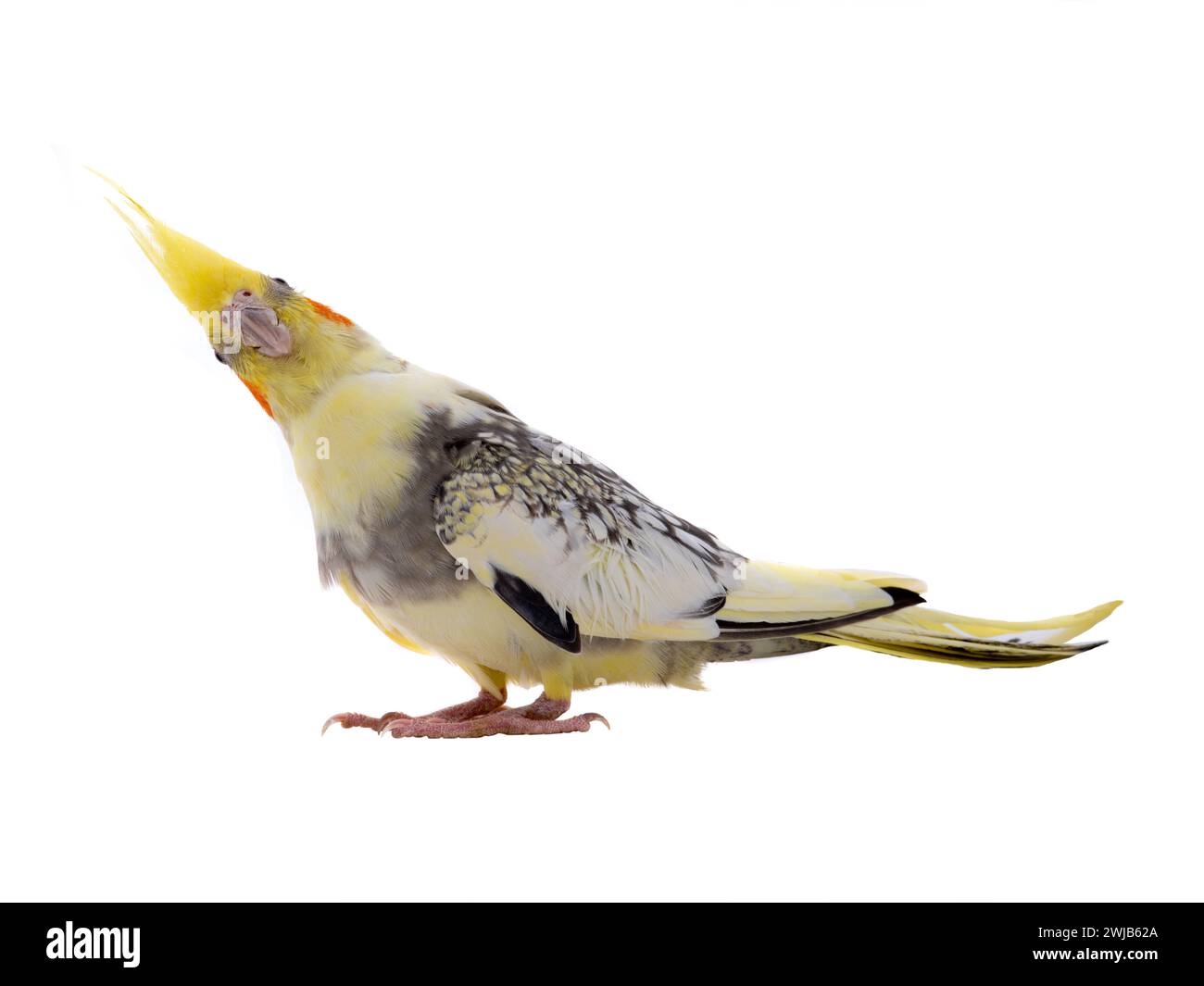 stunned cockatiel parrot isolated on white background Stock Photo - Alamy