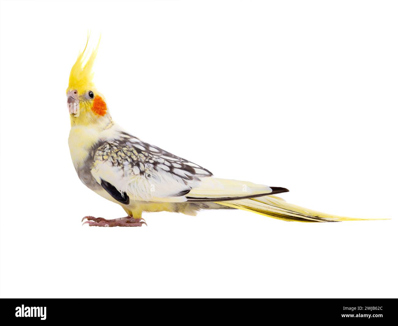 parrot corella isolated on white background Stock Photo - Alamy