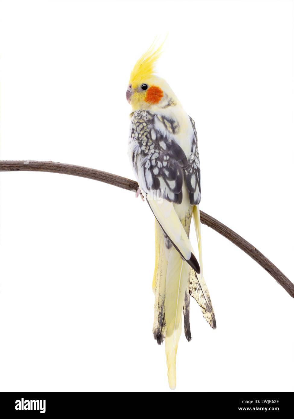parrot corella isolated on white background Stock Photo - Alamy