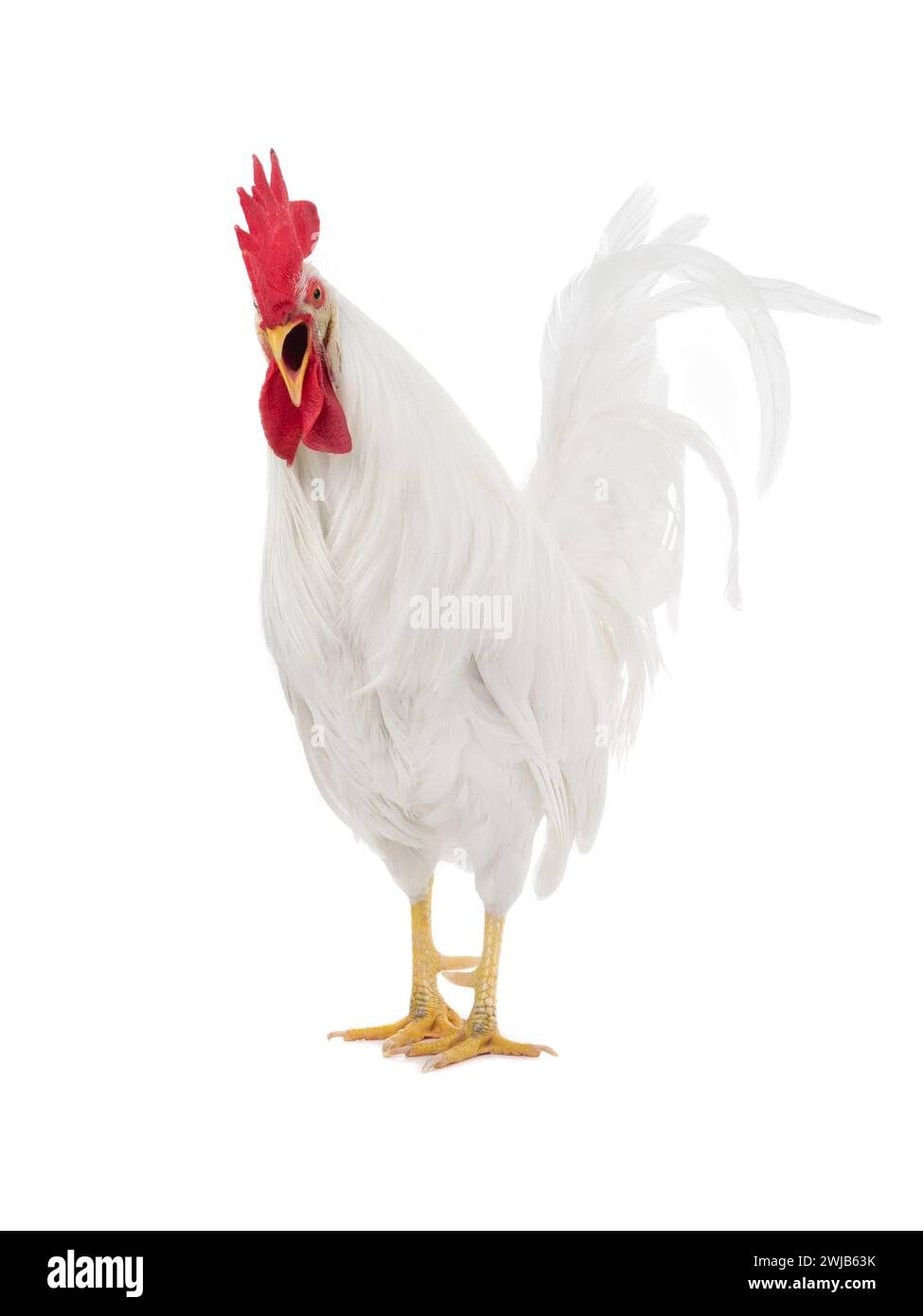 angry white rooster isolated on white background Stock Photo - Alamy