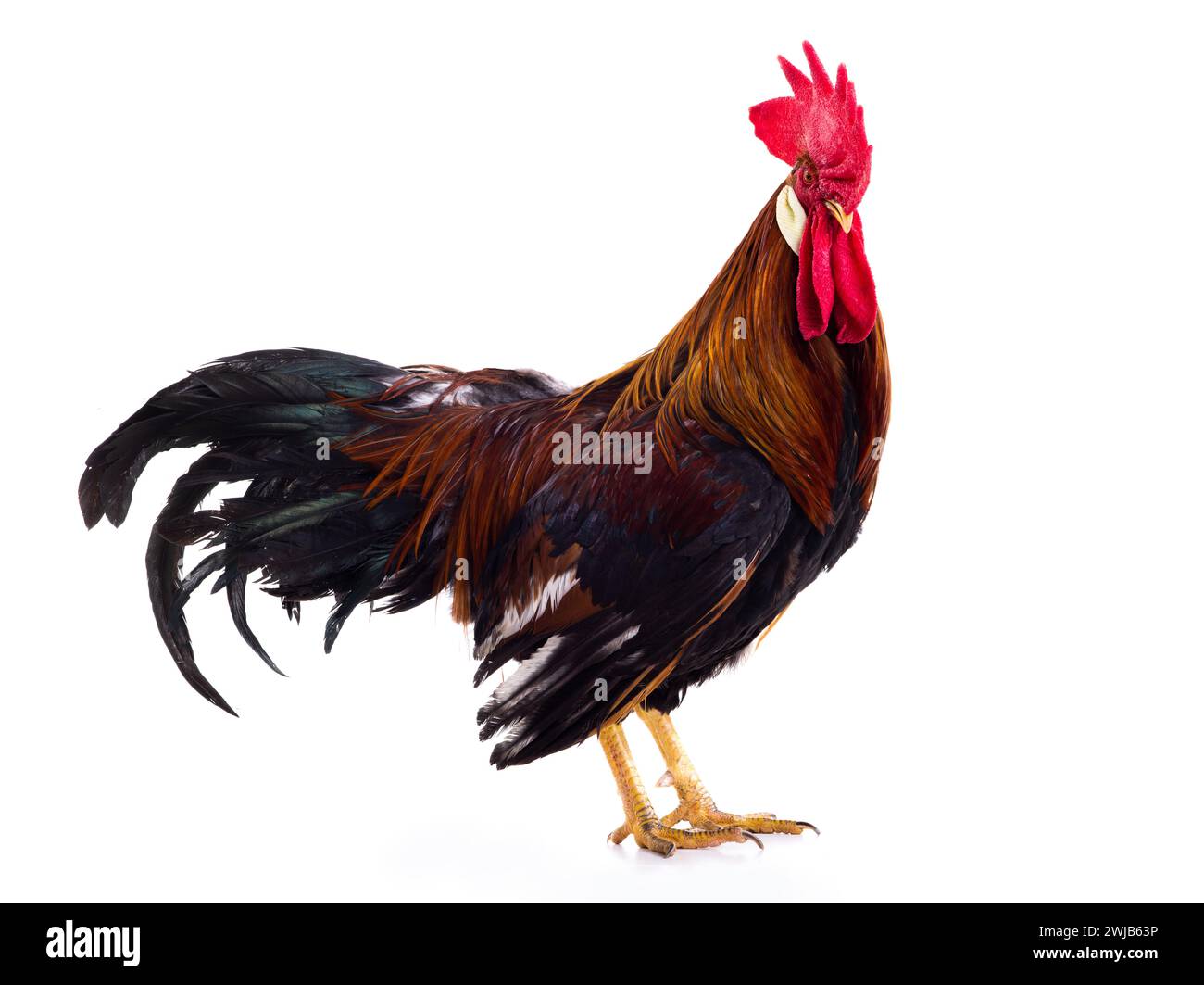 rooster isolated on white background Stock Photo - Alamy