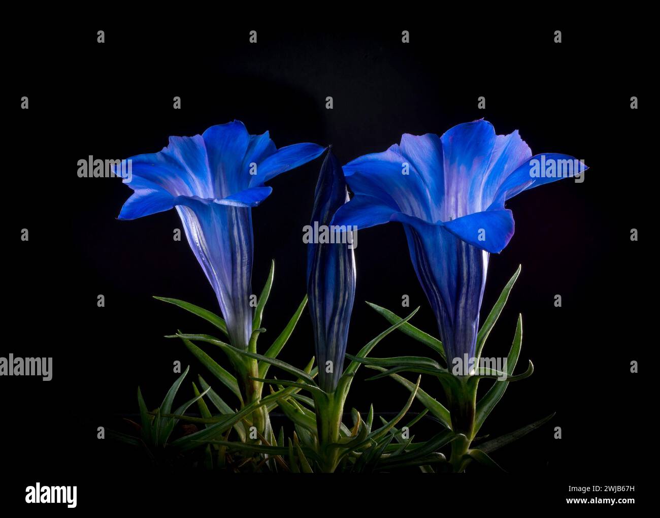 Blue Gentian Flowers Stock Photo - Alamy