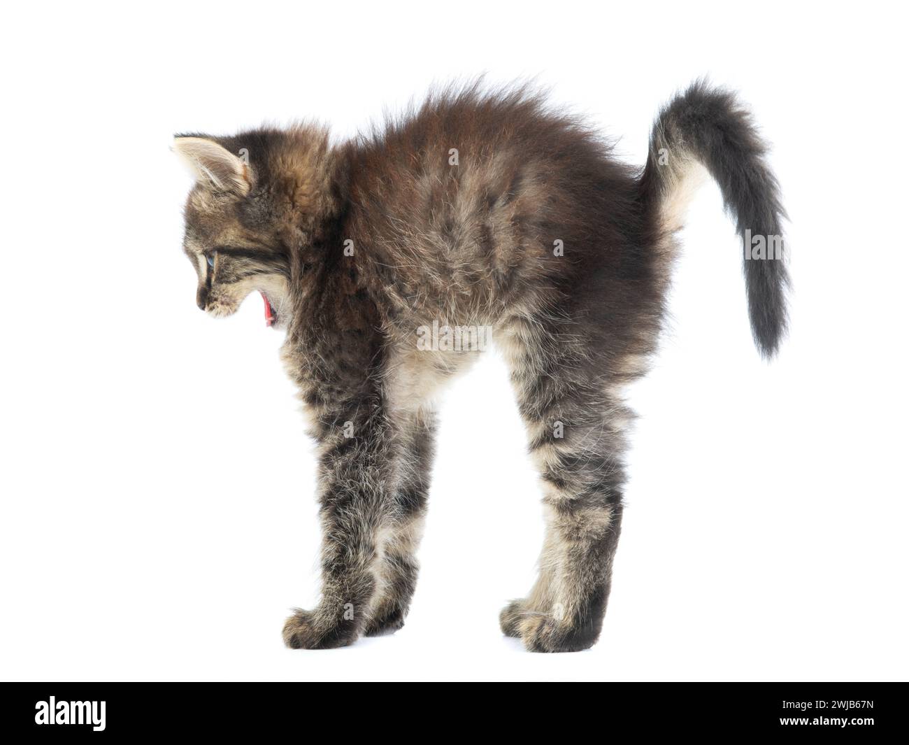 scared kitten standing on a white background Stock Photo - Alamy